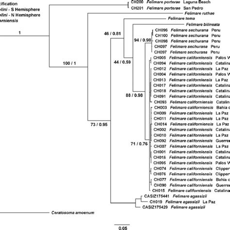Bayesian Consensus Tree Of The Concatenated 16 S And Coi Gene Sequences Download Scientific
