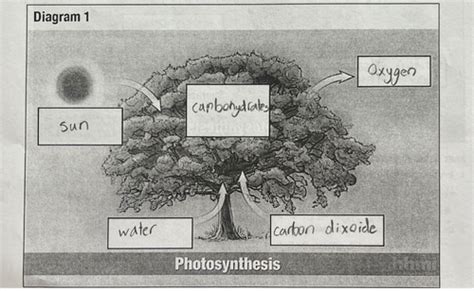 Science Photosynthesis Flashcards Quizlet