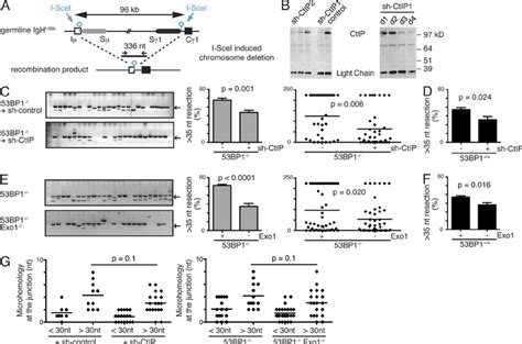 Ctip And Exo1 Promote Dna Resection During The Joining Of Download