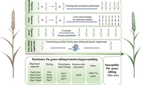 Comparison Of Four Breeding Strategies And Utilization Of Pm Genes In Download Scientific
