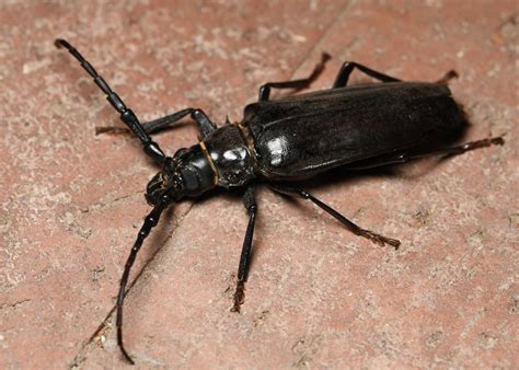Arizona Monsoon Brings Out Palo Verde Beetles Toads And More Kjzz