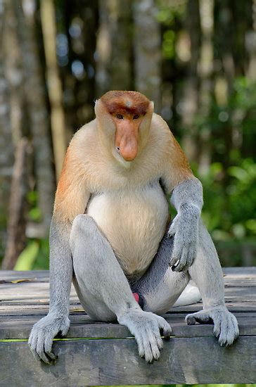 Proboscis Monkey Discover Fascinating Facts And Informatio