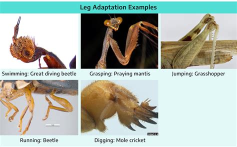 Class Insecta Examples Class Insecta Examples