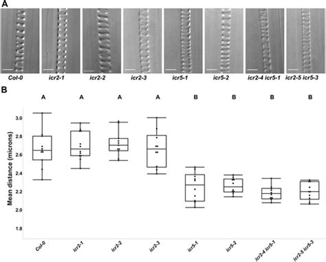 Microtubule Associated Rop Interactors Affect Microtubule Dynamics And
