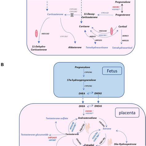 Metabolic Pathway Alterations In Pe Steroid Hormone Biosynthesis A