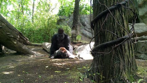 Gorilla Sex Mating And Reproduction Gorilla Mating Sex In Gorillas