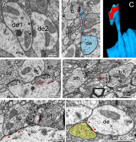 Synaptic Organization Of L5 In The Human Tl Neocortex Ii A