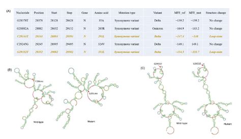 Synonymous Mutations In The N Gene And Their Effect On The RNA Download Scientific Diagram