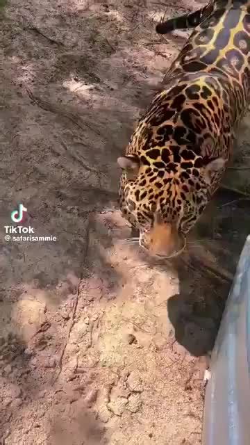 Repost Album On Imgur