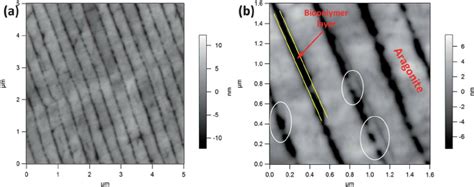 Microstructure Morphology Of Nacre Obtained At A Distance Of