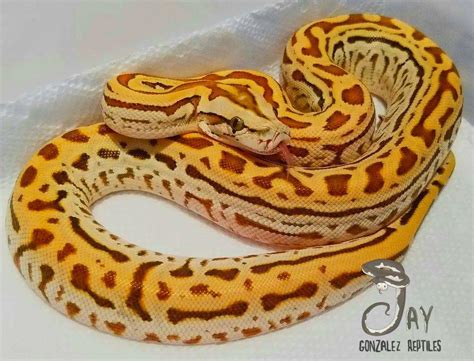 Hypo Labyrinth Burmese Python
