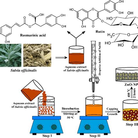 Green Synthesis Of Zno Nps By Using Salvia Officinalis Leaf Extract Download Scientific Diagram