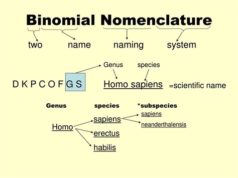 Binomial Nomenclature Is Composed Of