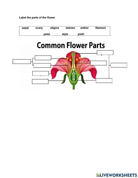 Free Parts Of A Flower Worksheet 4th Grade Download Free Parts Of A