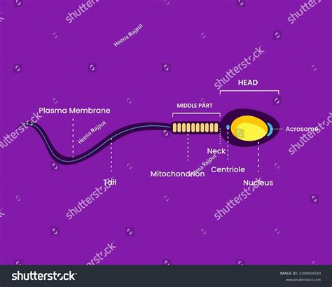 Diagram Showing Human Sperm Anatomy Structure Stock Vector Royalty Free 2199419593 Shutterstock