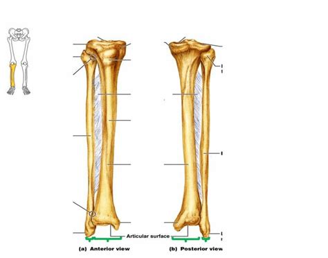Unlabeled Tibia And Fibula