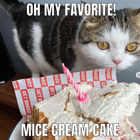 42 Best Cat Birthday Memes For Feline Festivities Great Pet Living