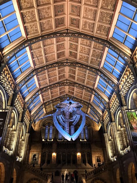 The Ceiling Of The Natural History Museum In London Pics
