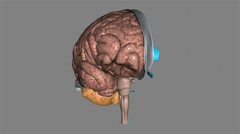 Premium Photo The Cerebellum Is A Part Of The Brain That Plays A