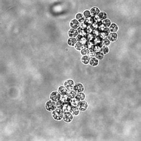 Microscopic Colony Morphology On Cornmeal Agar Three Aggregates Of