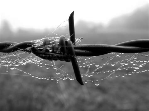 무료 이미지 울타리 검정색과 흰색 안개 사진술 비행기 차량 가을 어둠 검은 단색화 똑똑 떨어지는 물방울 소리 닫다 이슬 방울 Morgentau