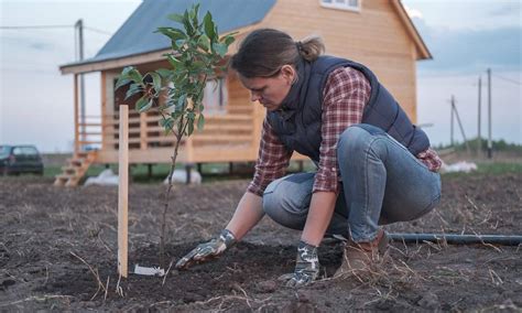 What Is Deep Root Watering