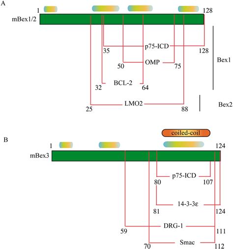 Summary Of The Regions That Mediate Interactions Between Bex Proteins Download Scientific