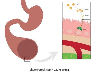 Food Absorption Stock Vectors Images Vector Art Shutterstock