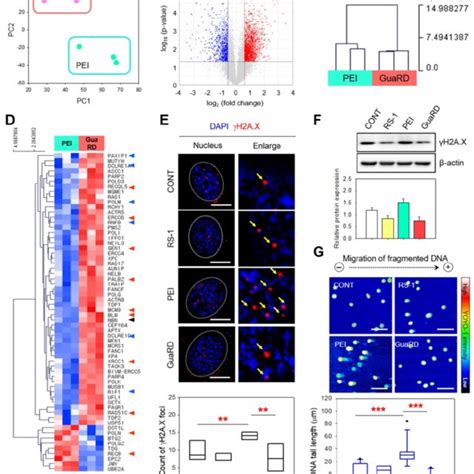 Comparison Of Genome Stability And Transcriptome Expression Following
