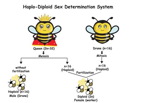 Thousand Bee Sex Royalty Free Images Stock Photos Pictures Shutterstock