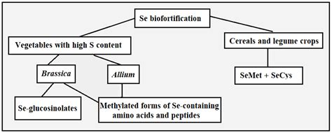 Selenium Biofortification of Allium Species