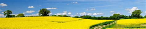 Canola Biofuels Proven Efficient Sustainable Ready