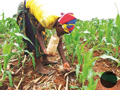 Uganda Cgiar Research Program On Maize