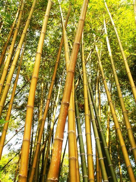 El Bambú En La Construcción Como Material Ecológico Arqzon