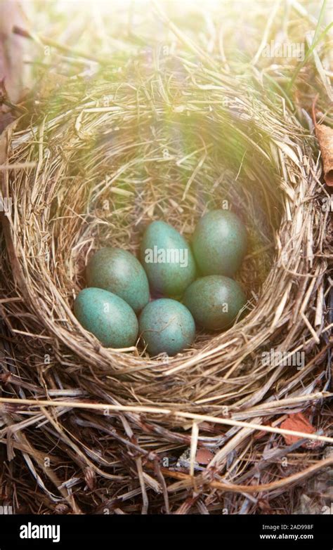 Wood Thrush Eggs