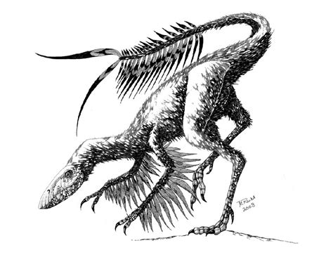 Protarchaeopteryx Pictures And Facts The Dinosaur Database