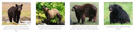 How To Tell Black Bears From Grizzly Bears