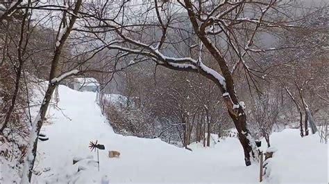 닭 밥주러 가는길 Youtube