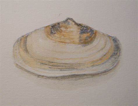 Pipi Shell Watercolour Painting Shell Tattoos Textile Artists