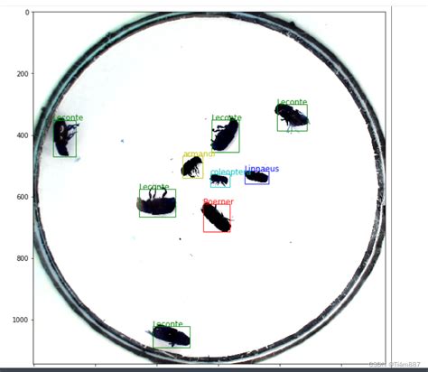 目标检测yolov3实战：叶病虫害检测（5）detection Of Bacterial Spot Disease In Bell Pepper Csdn博客