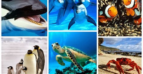 ClasificaciÓn De Los Animales Animales Acuaticos