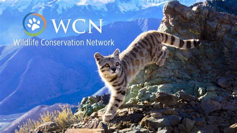 Wildlife Conservation Network Youtube