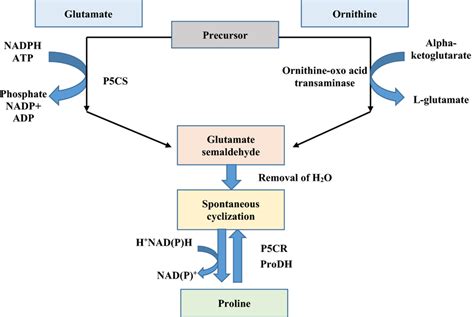 Pathway Of Formation Of Proline From Glutamate And Ornithine Modified Download Scientific