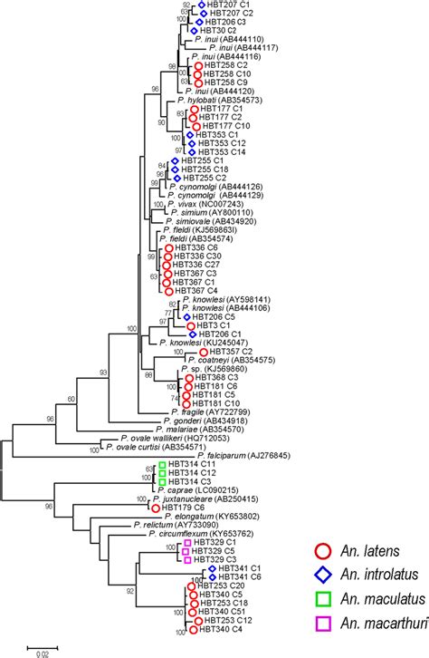 maximum likelihood tree of plasmodium cox1 and its flanking sequences