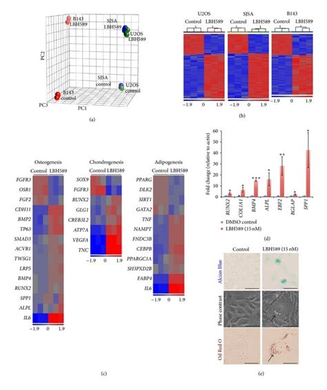 Microarray Analysis Of Human Osteosarcoma Cell Lines A Principle Download Scientific Diagram