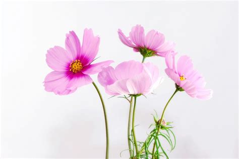 무료 이미지 자연 화이트 꽃잎 여름 화분 봄 담홍색 닫기 플로라 야생의 꽃 이파리 거베라 싹 부드러운 플로리스트 리 뒷등 매크로 사진 코스