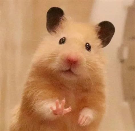 Tổng Hợp 101 ảnh Hamster Meme Cute Vui Nhộn Nhất Mạng Xã Hội