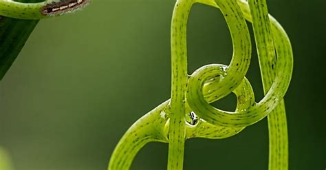 Query Loop Wordpress 13 Expert Answers For Success Query Loop Wordpress 13 Expert Answers For Success