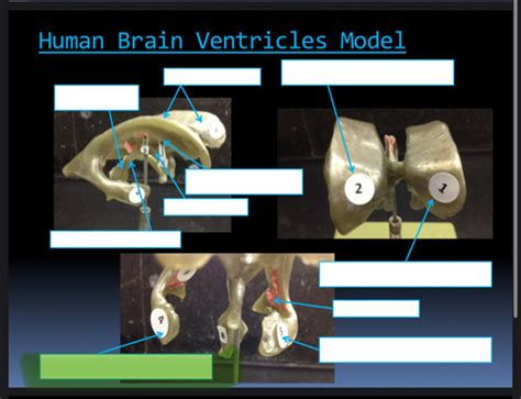 Human Brain Ventricles And Rubber Brain Model Flashcards Quizlet