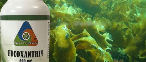 Fucoxanthin 500mg X 60 Gelatin Capsules Naturgin Products Usa